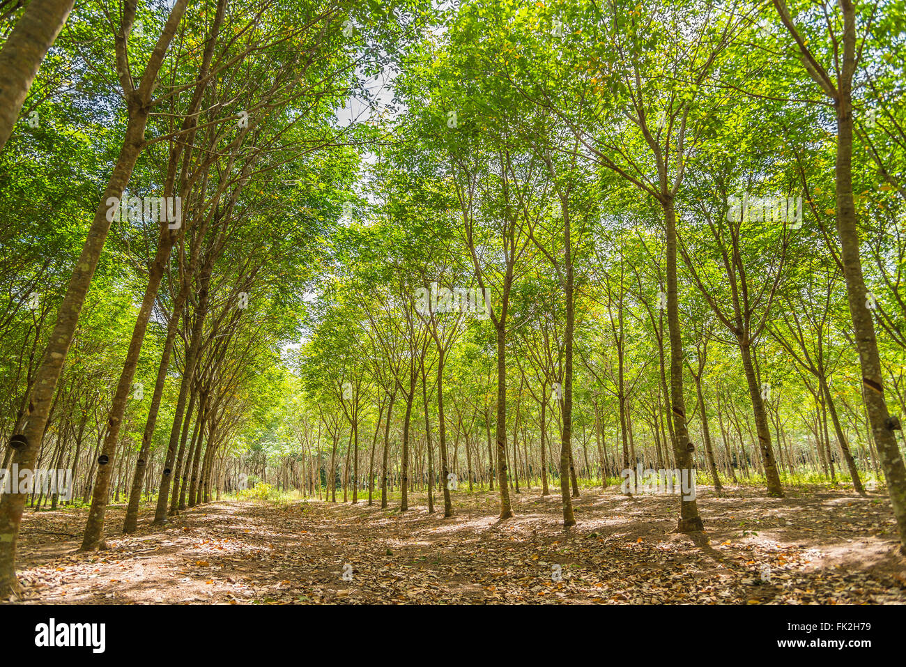 Row of rubber tree farm in HDR filter Stock Photo - Alamy