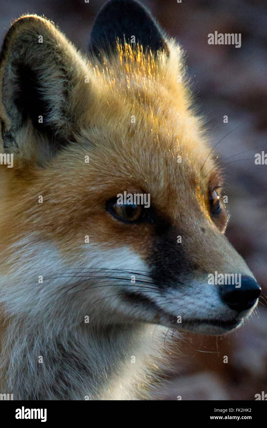 red fox face Stock Photo - Alamy
