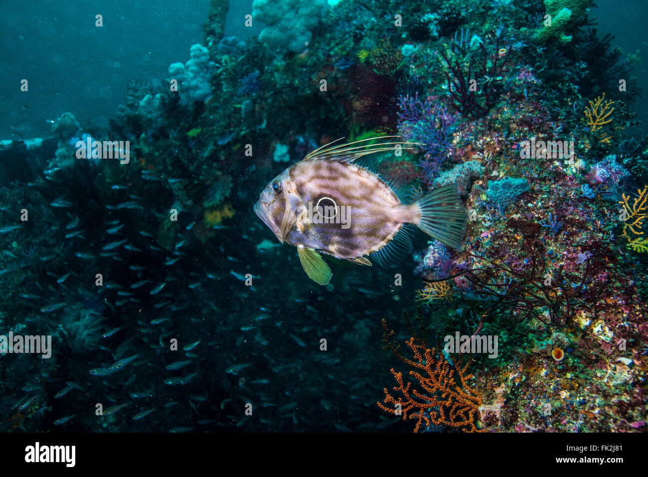 Fish with large dorsal fin hi-res stock photography and images - Alamy