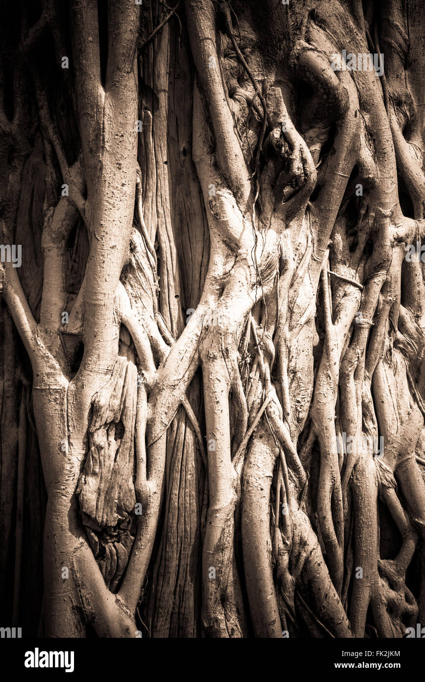 Natural pattern of roots tree with under exposure style Stock Photo - Alamy