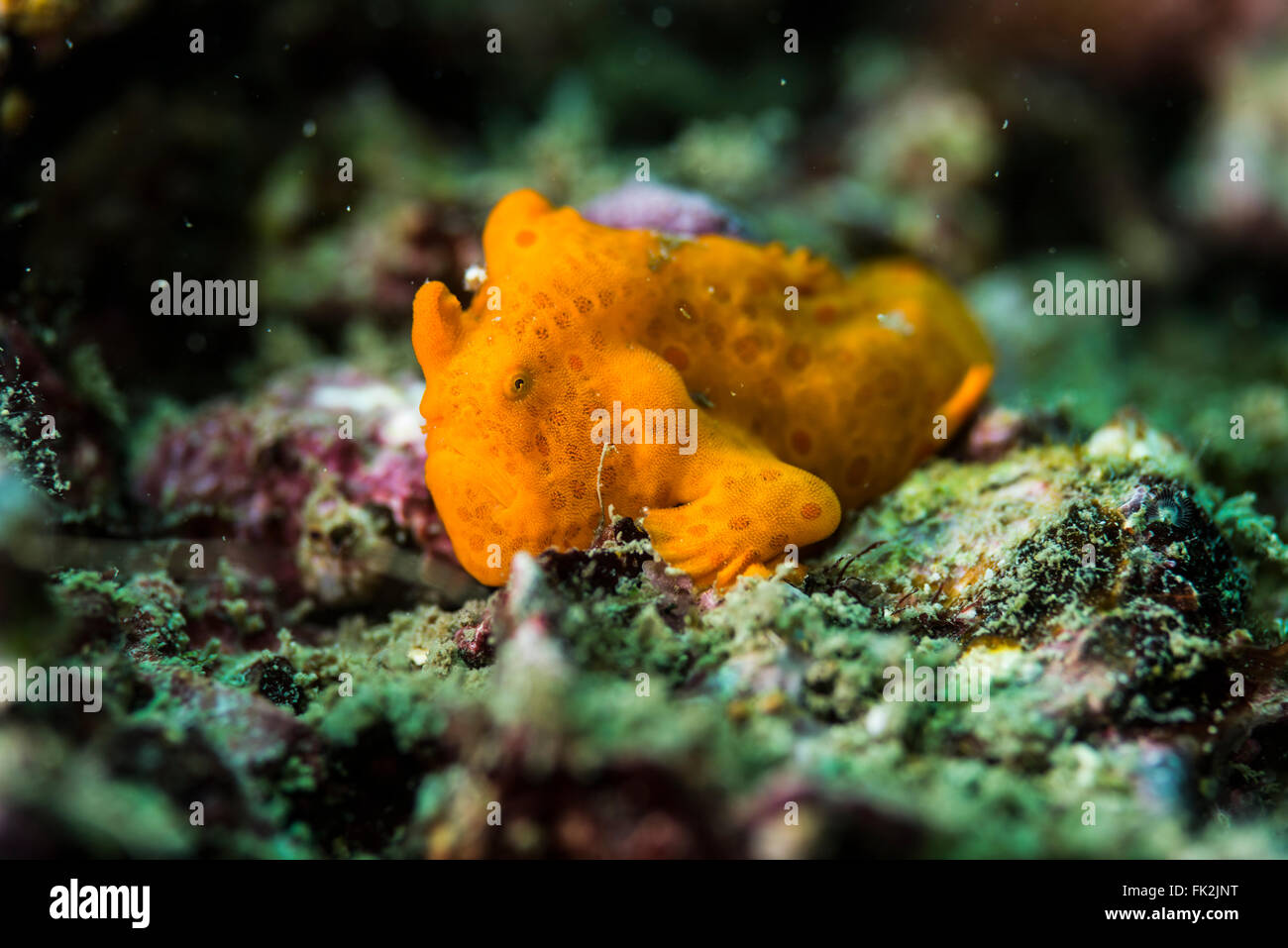 Frog fish hi-res stock photography and images - Alamy