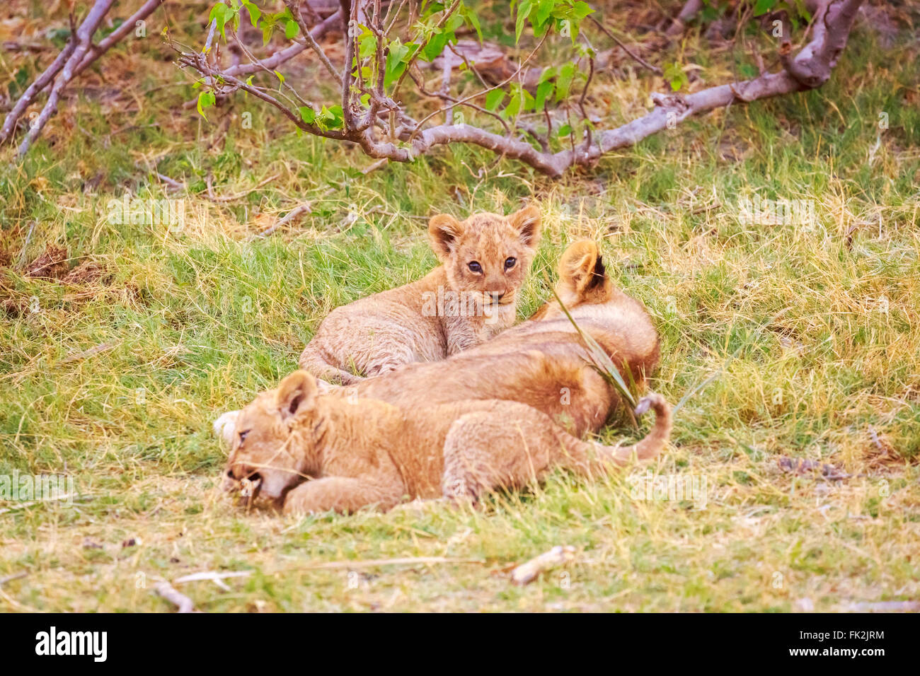 Cute, young lion (Panthera leo) cubs playing, Zarafa Camp, Selinda ...
