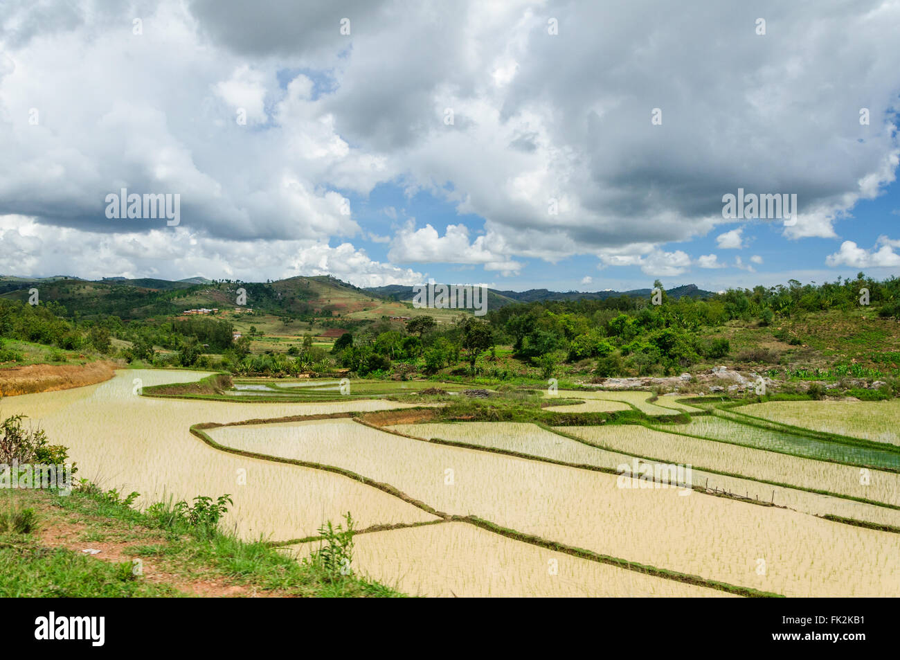 Madagascar rice terrace hi-res stock photography and images - Alamy
