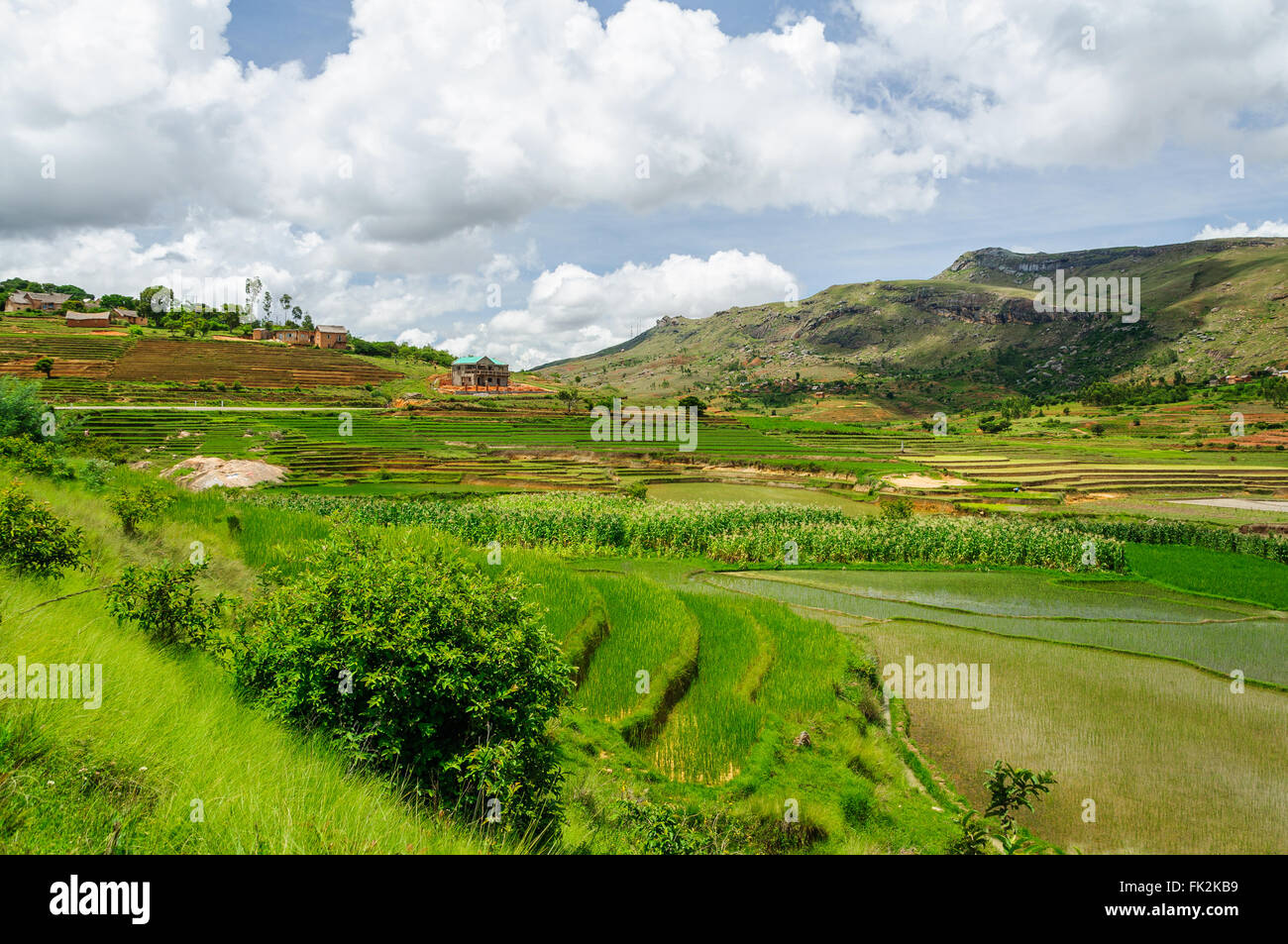 Rice field landscape in central Madagascar Stock Photo - Alamy