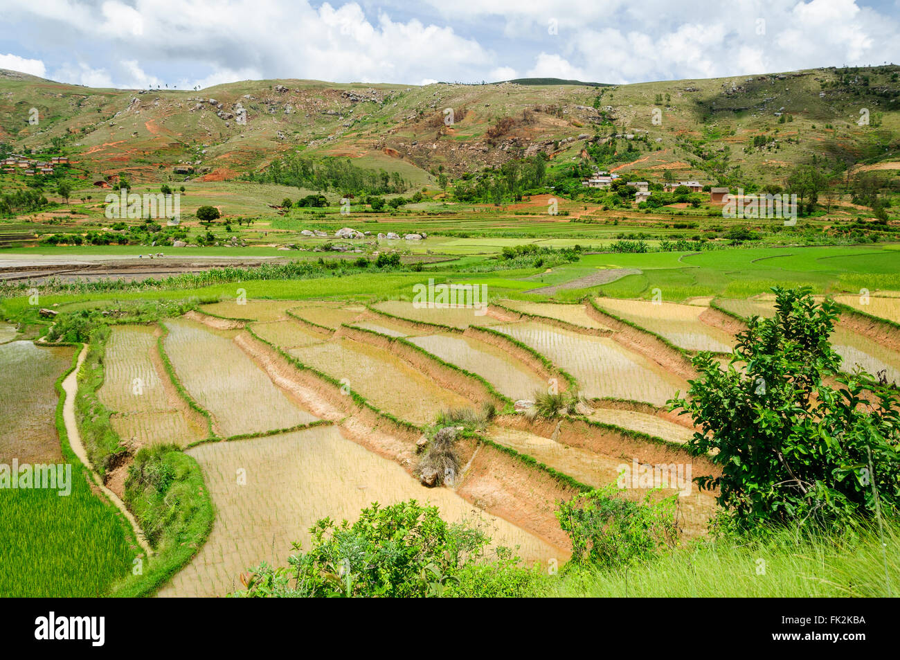 Rice field landscape in central Madagascar Stock Photo - Alamy