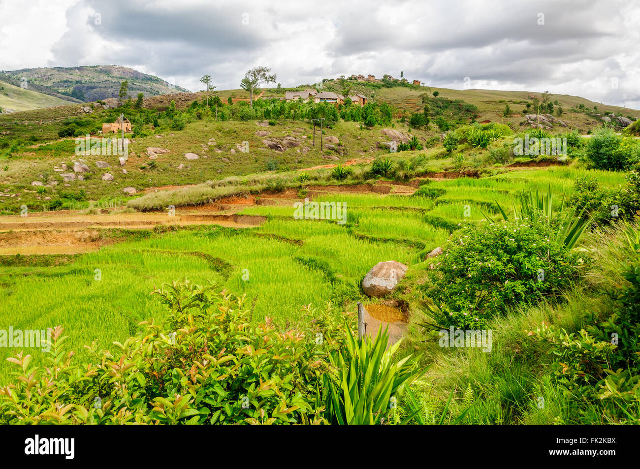 Madagascar rice terrace hi-res stock photography and images - Alamy