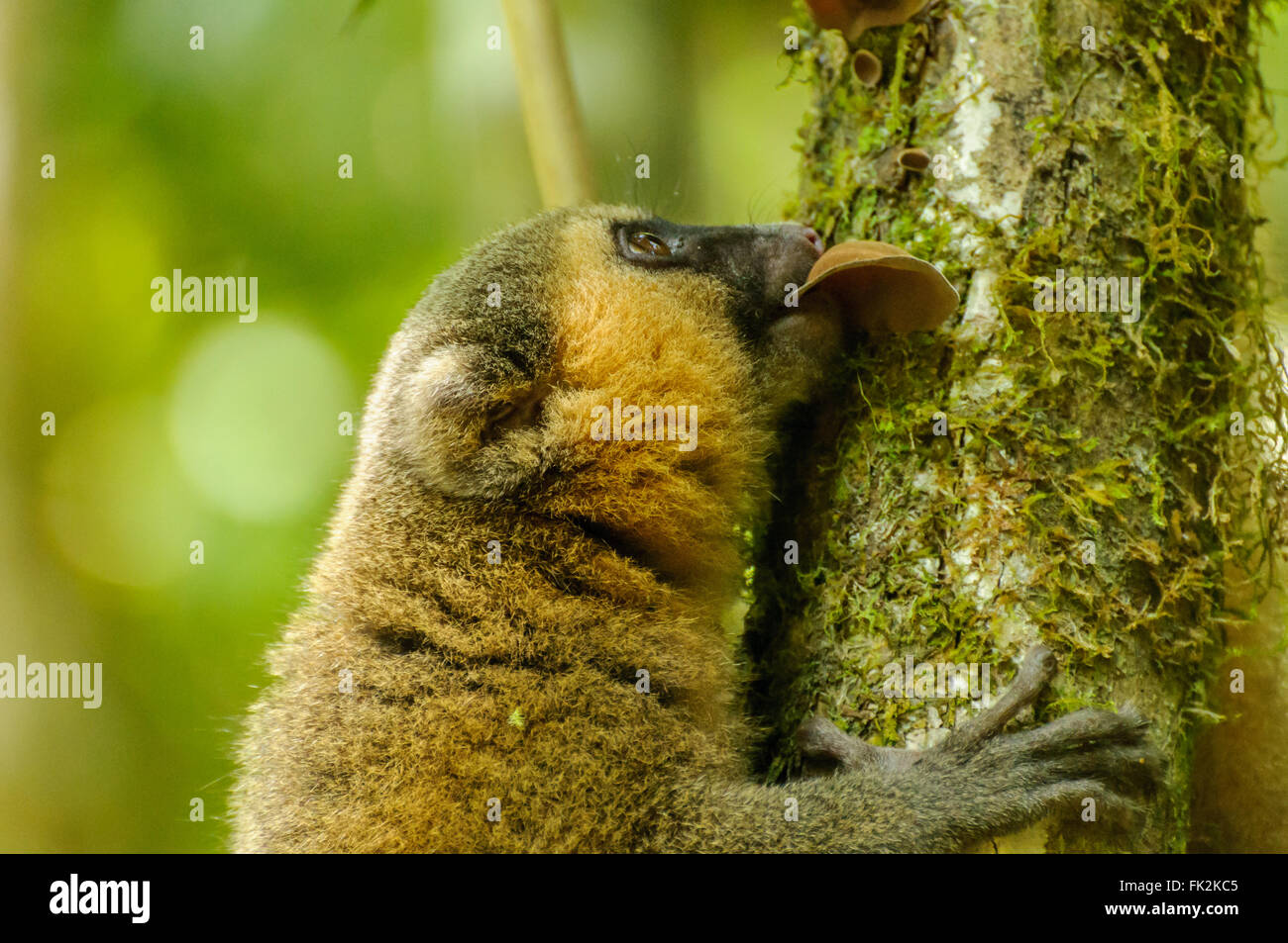 Hapalemur Aureus: A Golden Bamboo Lemur on a tree feeding on a fungus ...