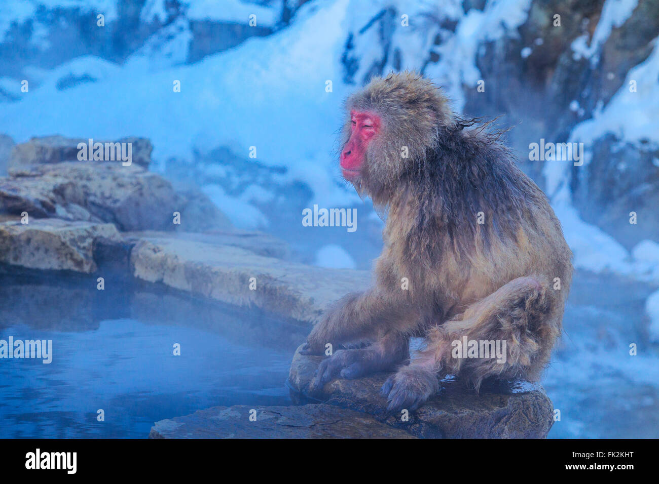 Sleeping snow monkey hi-res stock photography and images - Alamy