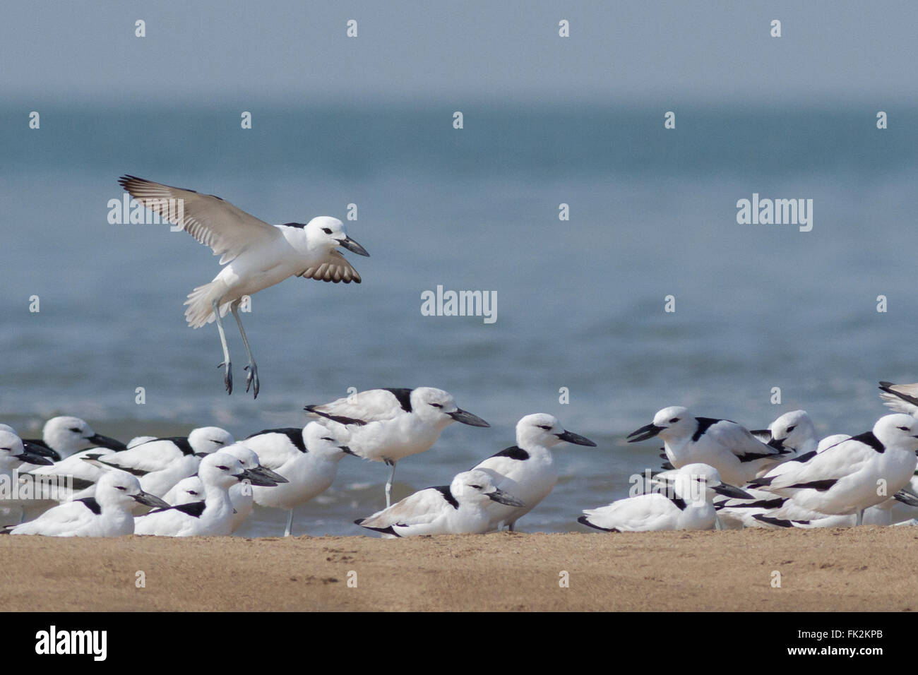 Crab plover dromas ardeola flock on beach hi-res stock photography and ...