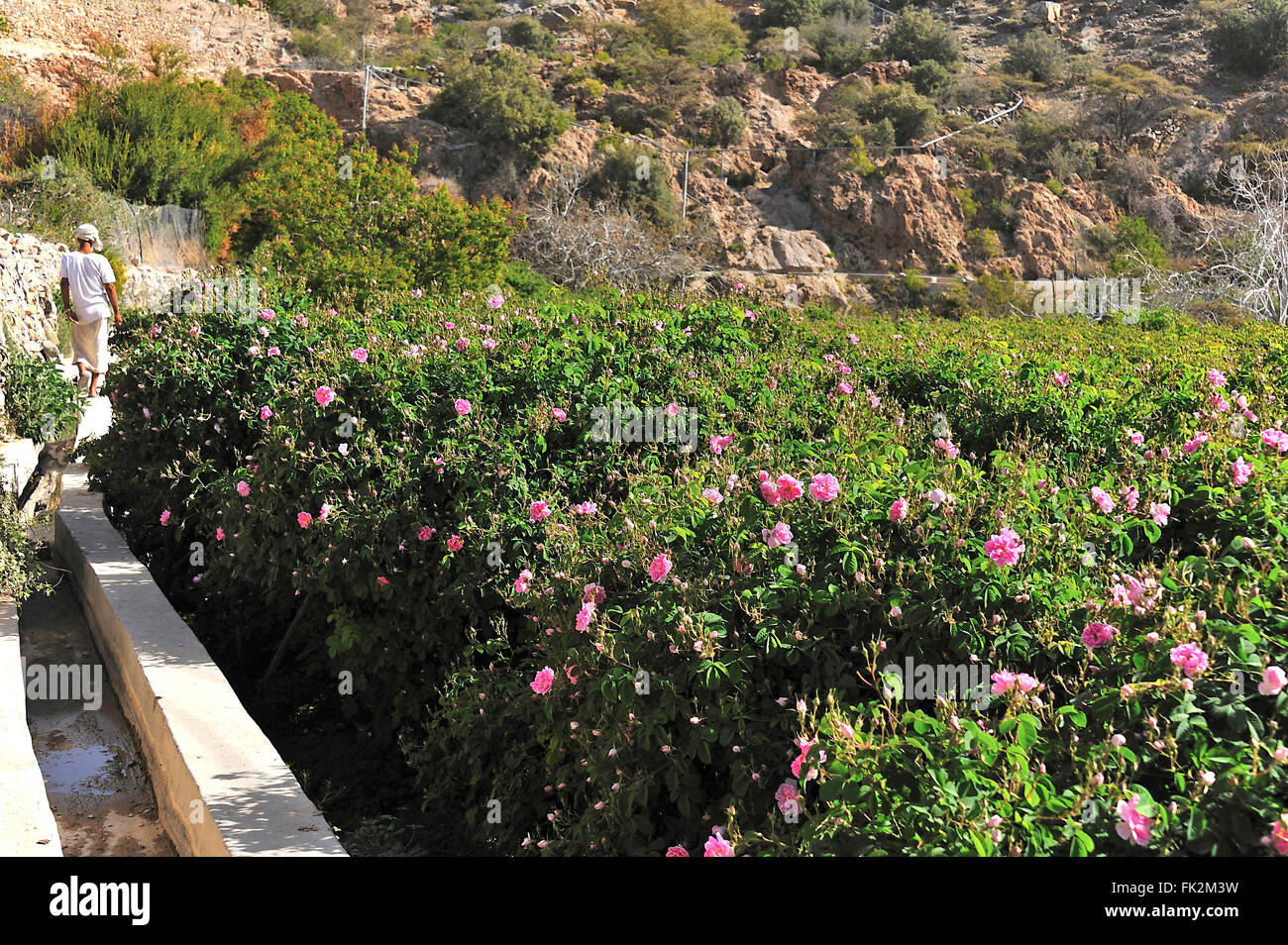 Rose plantation hi-res stock photography and images - Alamy