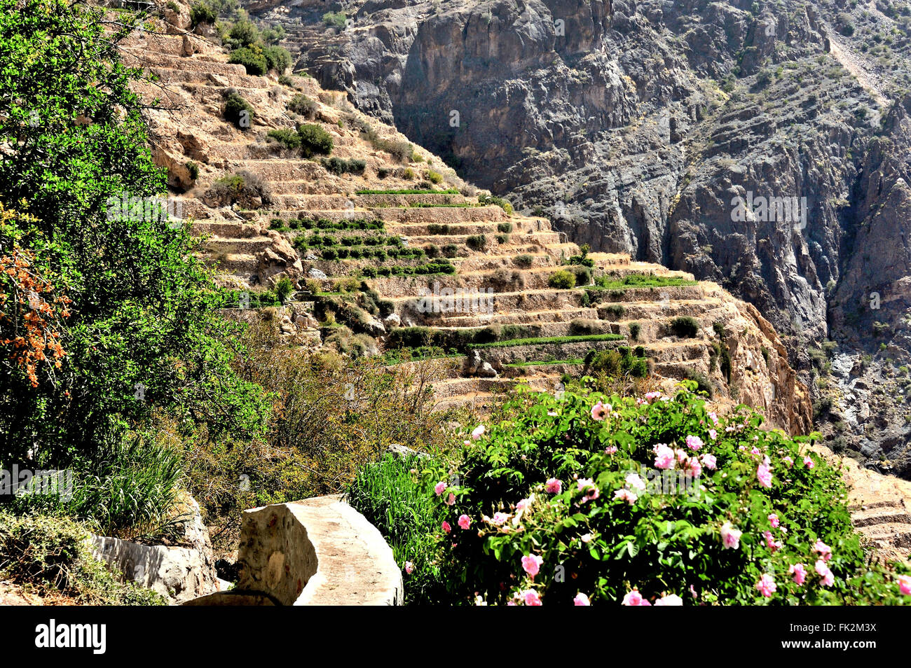 Oman green mountain rose hi-res stock photography and images - Alamy