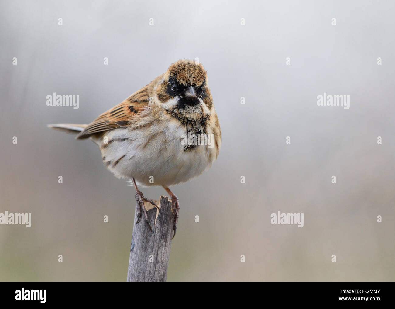 Male reed Bunting on perch Stock Photo - Alamy