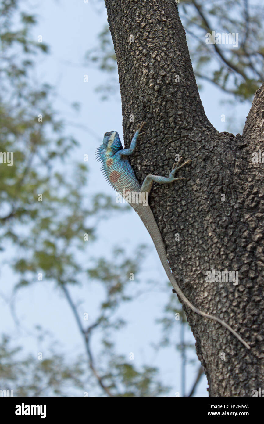 blue headed lizzard , blue crested lizard Stock Photo - Alamy