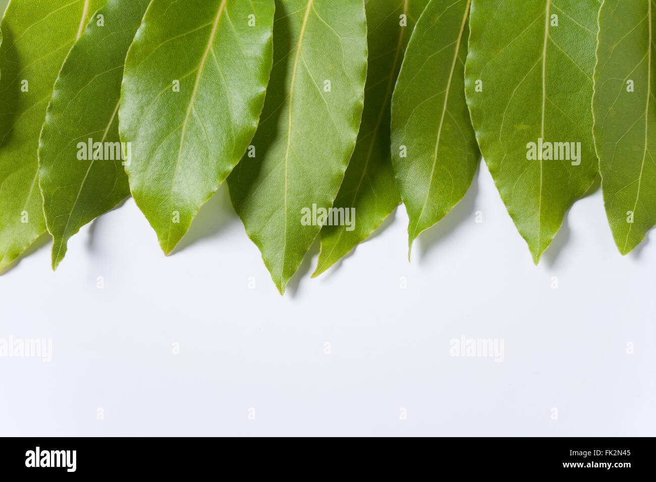 A Row Of fresh Bay Leaves On White Background with room for text Stock ...