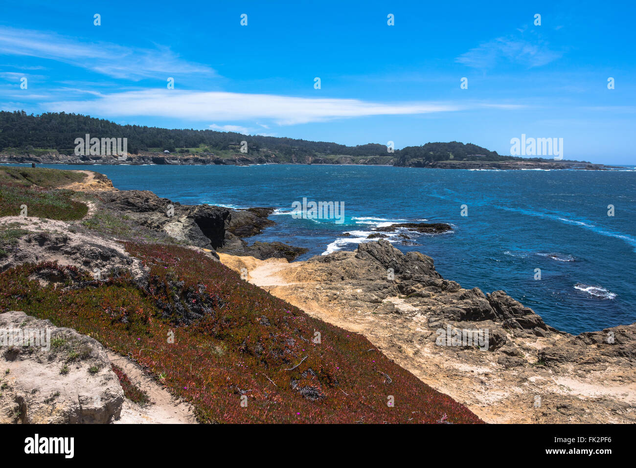 Mendocino coast forest hi-res stock photography and images - Alamy