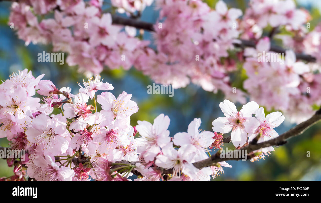 The Sakura. Cherry Blossom in Spring season. Beautiful Pink Flowers ...
