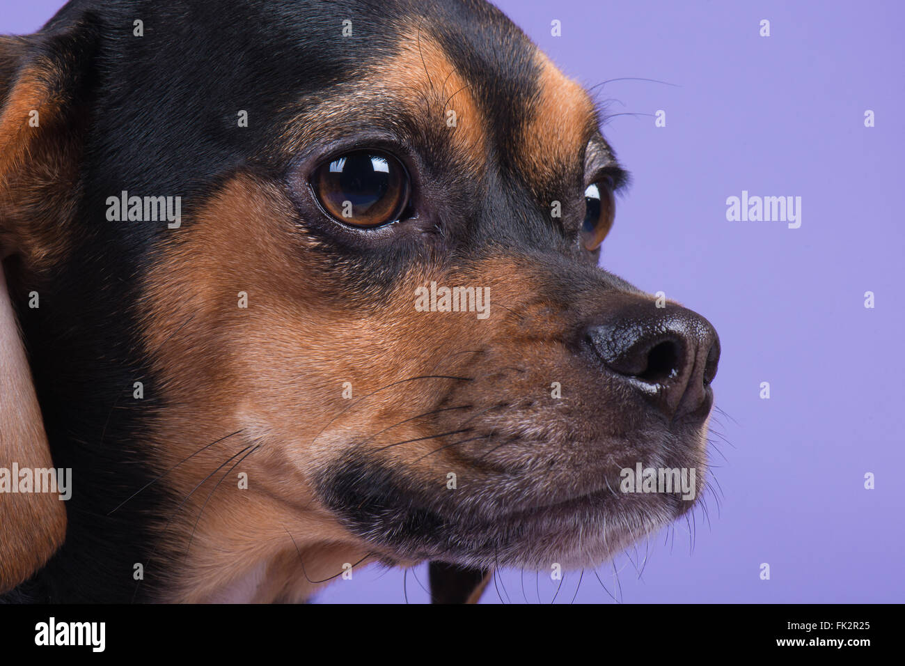Pug beagle hi-res stock photography and images - Alamy