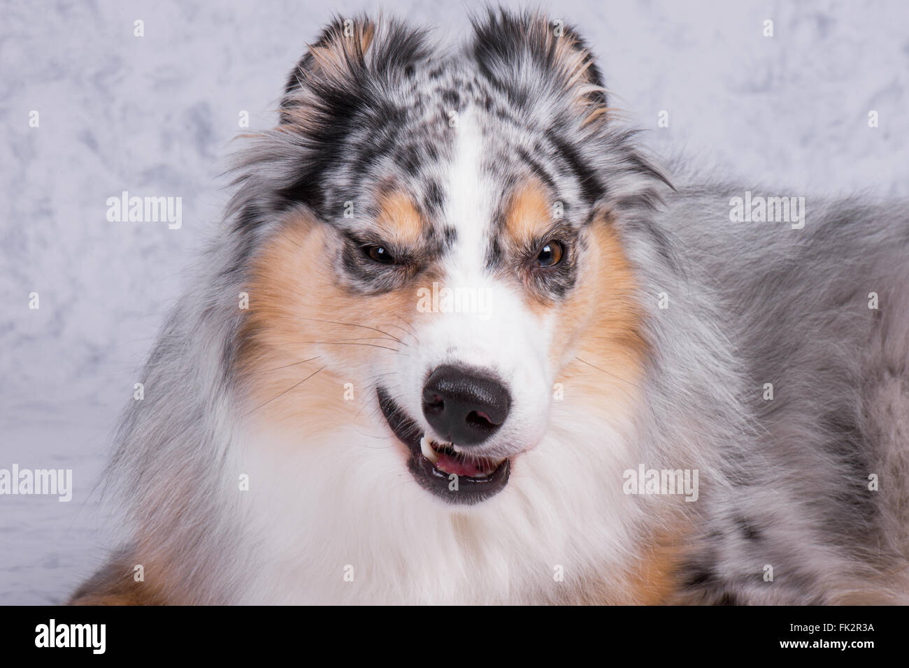 Silly looking dog hi-res stock photography and images - Alamy