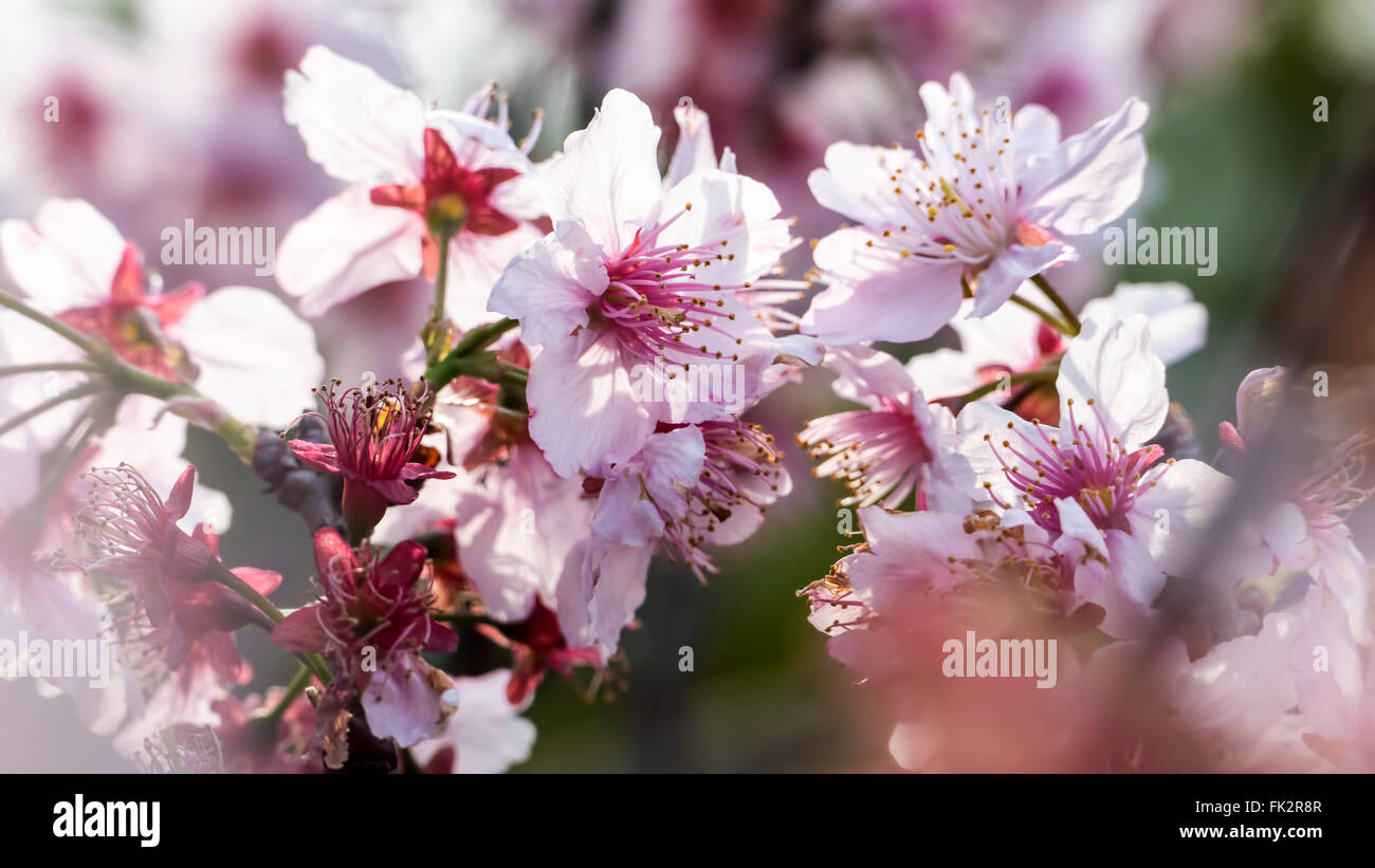 The Sakura. Cherry Blossom in Spring season. Beautiful Pink Flowers ...