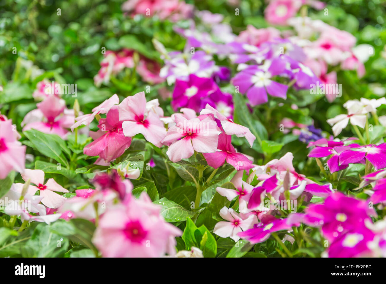 Rosy primrose hi-res stock photography and images - Alamy