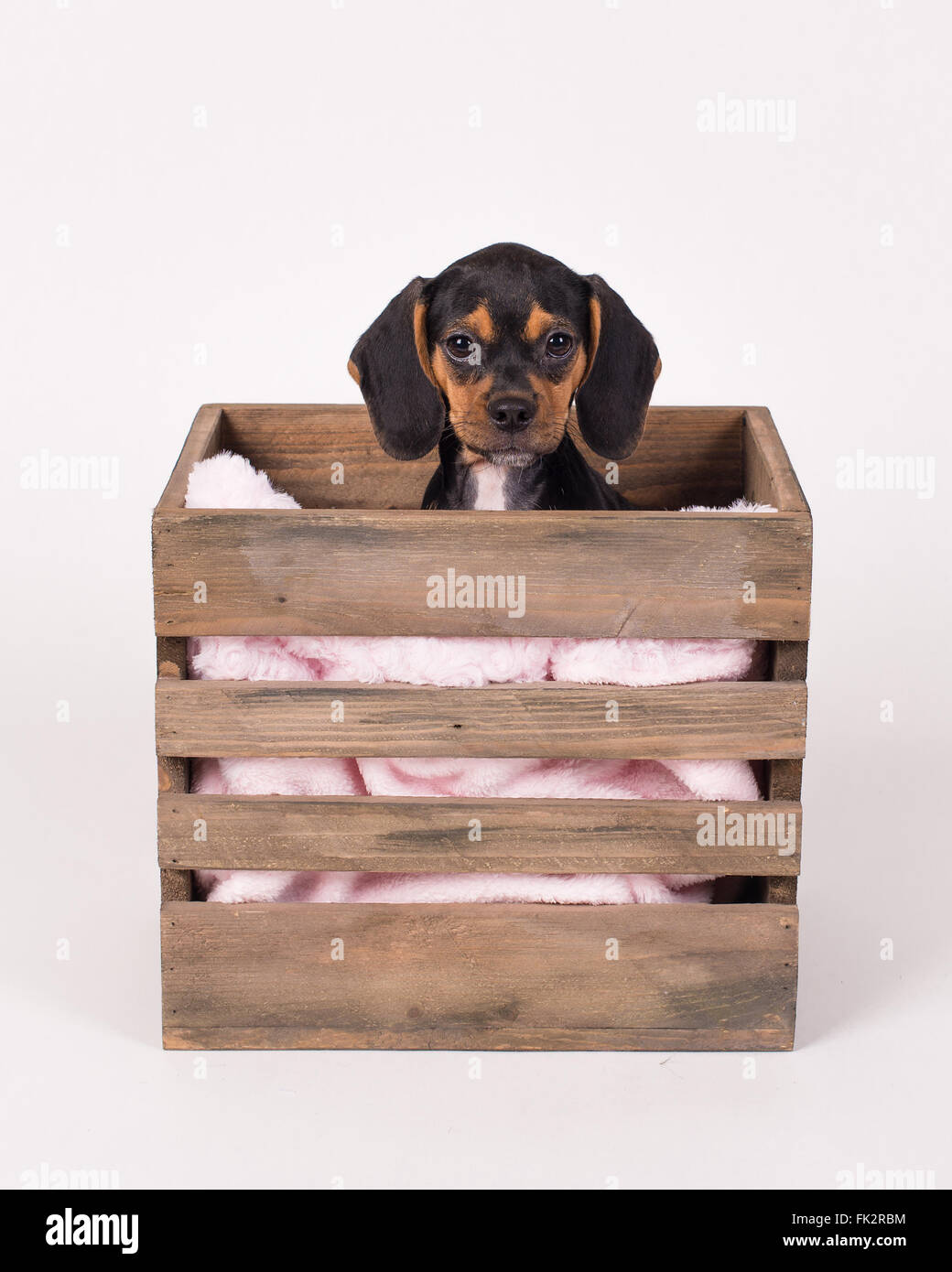 Puppy in box hi-res stock photography and images - Alamy