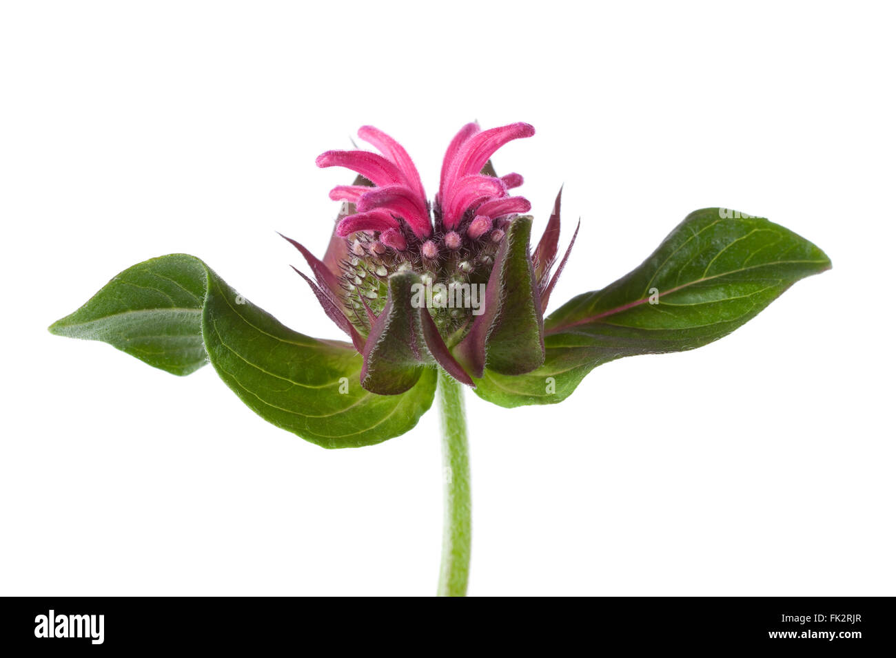 Single fresh pink bee balm flower on white background Stock Photo - Alamy