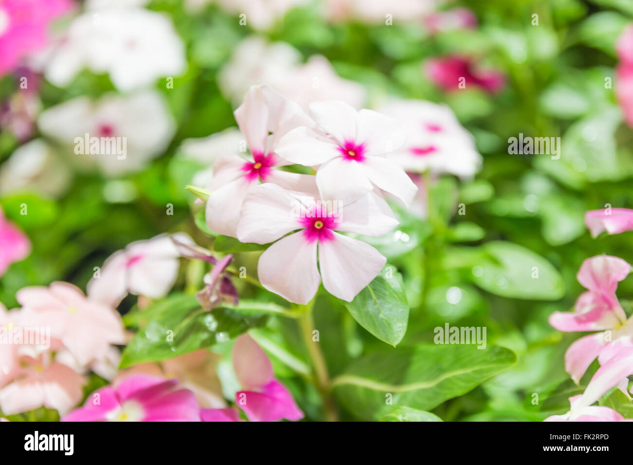 Rosy primrose hi-res stock photography and images - Alamy