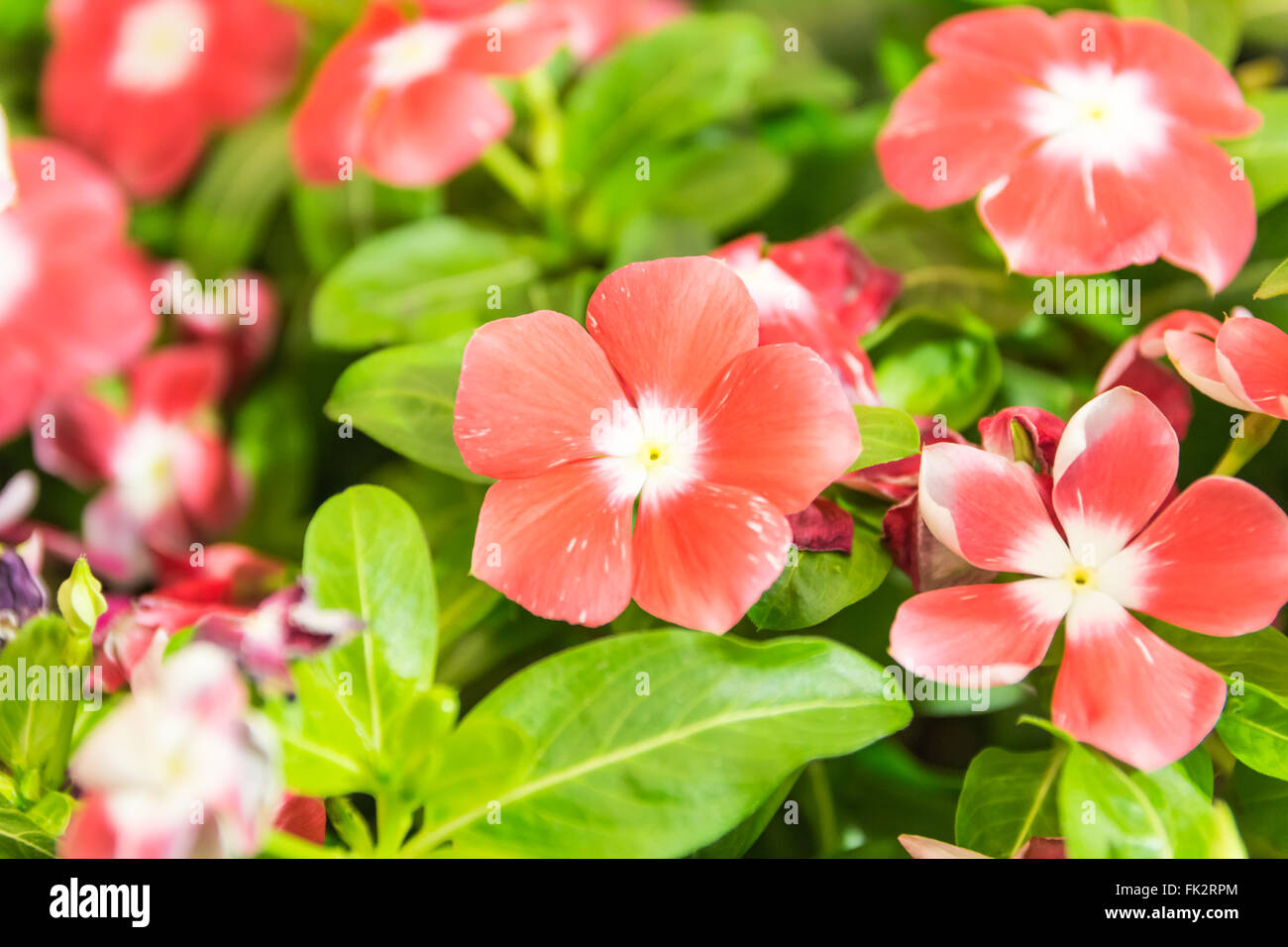 Rosy primrose hi-res stock photography and images - Alamy