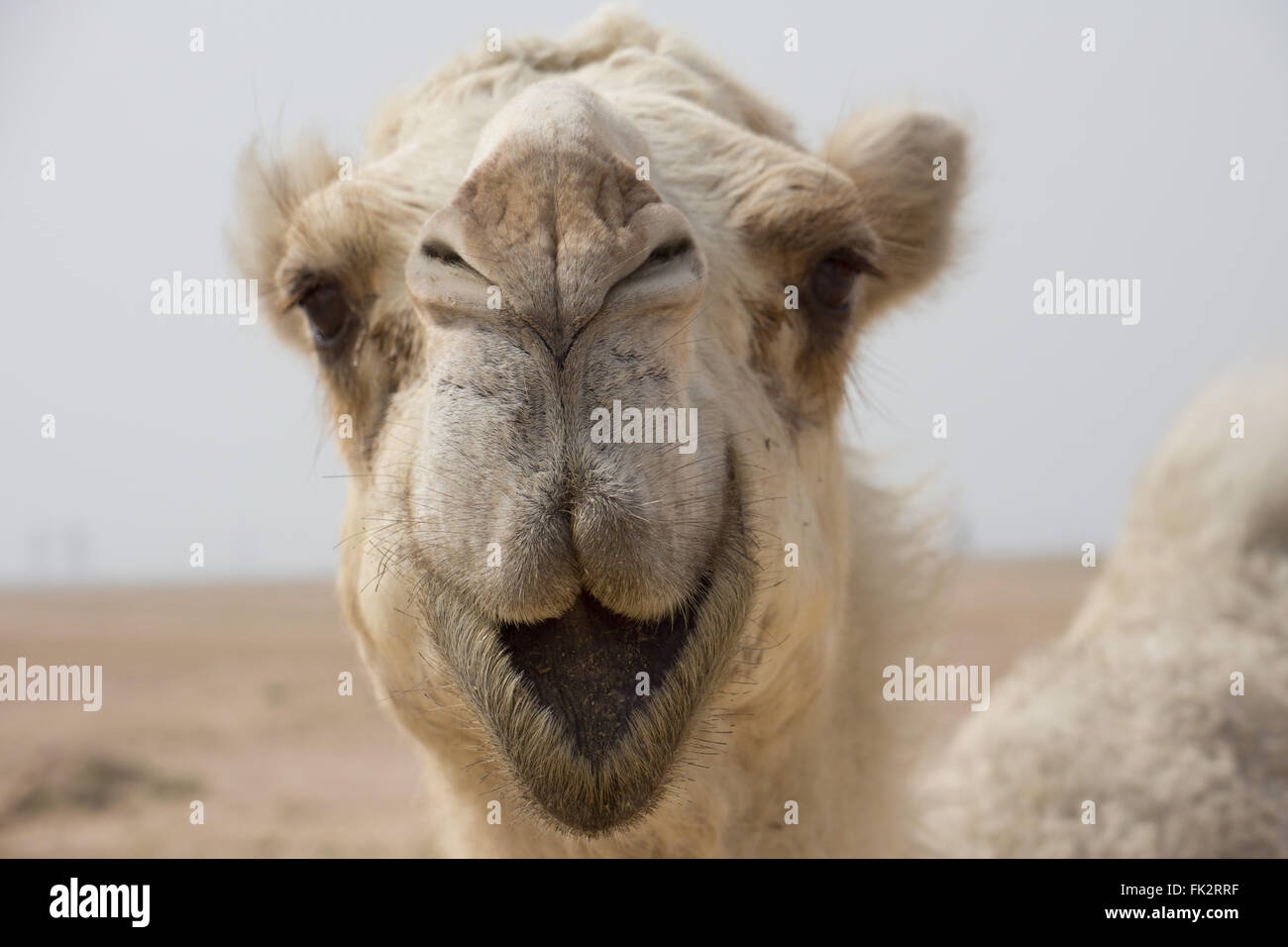 Camel head detail,front focused Stock Photo - Alamy