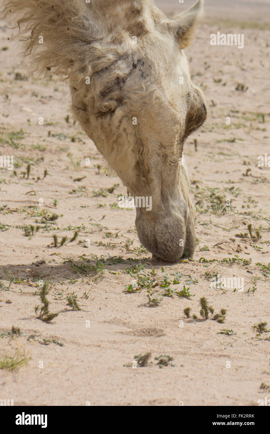 Camel grazing on scant food Stock Photo - Alamy