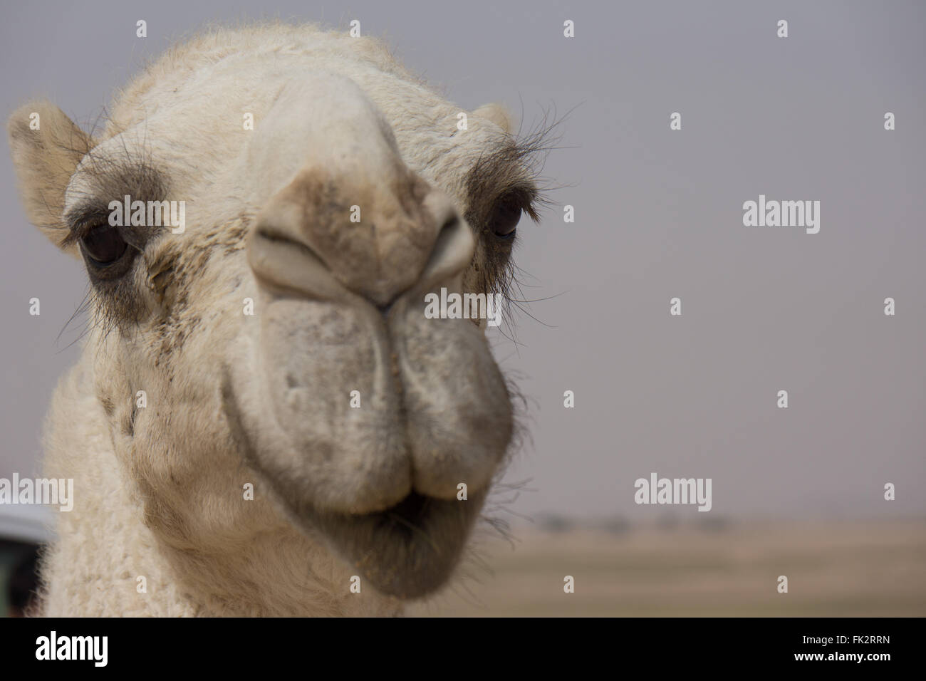 Camel looking at camera hi-res stock photography and images - Alamy