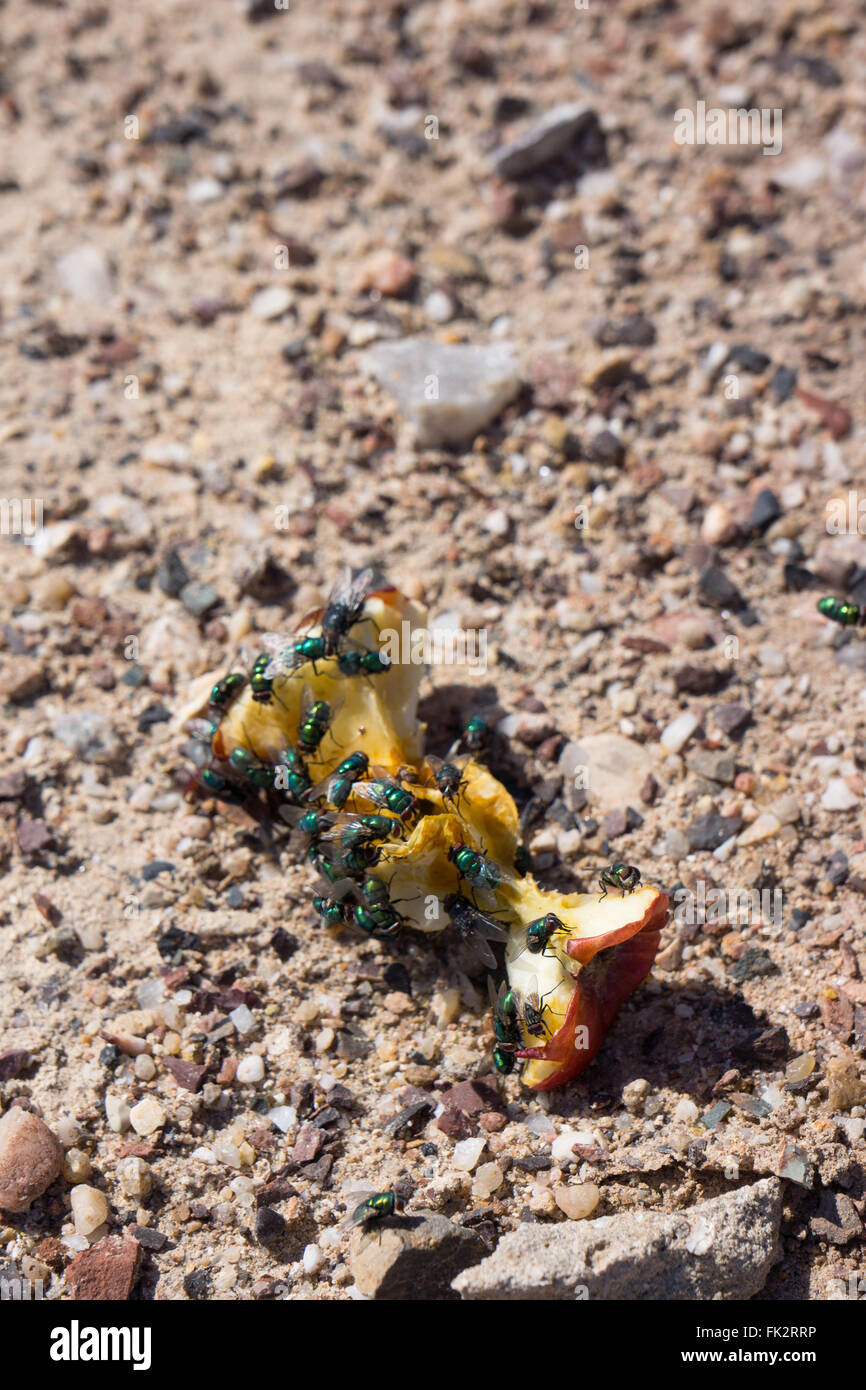 Swarm of flies on an discarded apple core Stock Photo - Alamy
