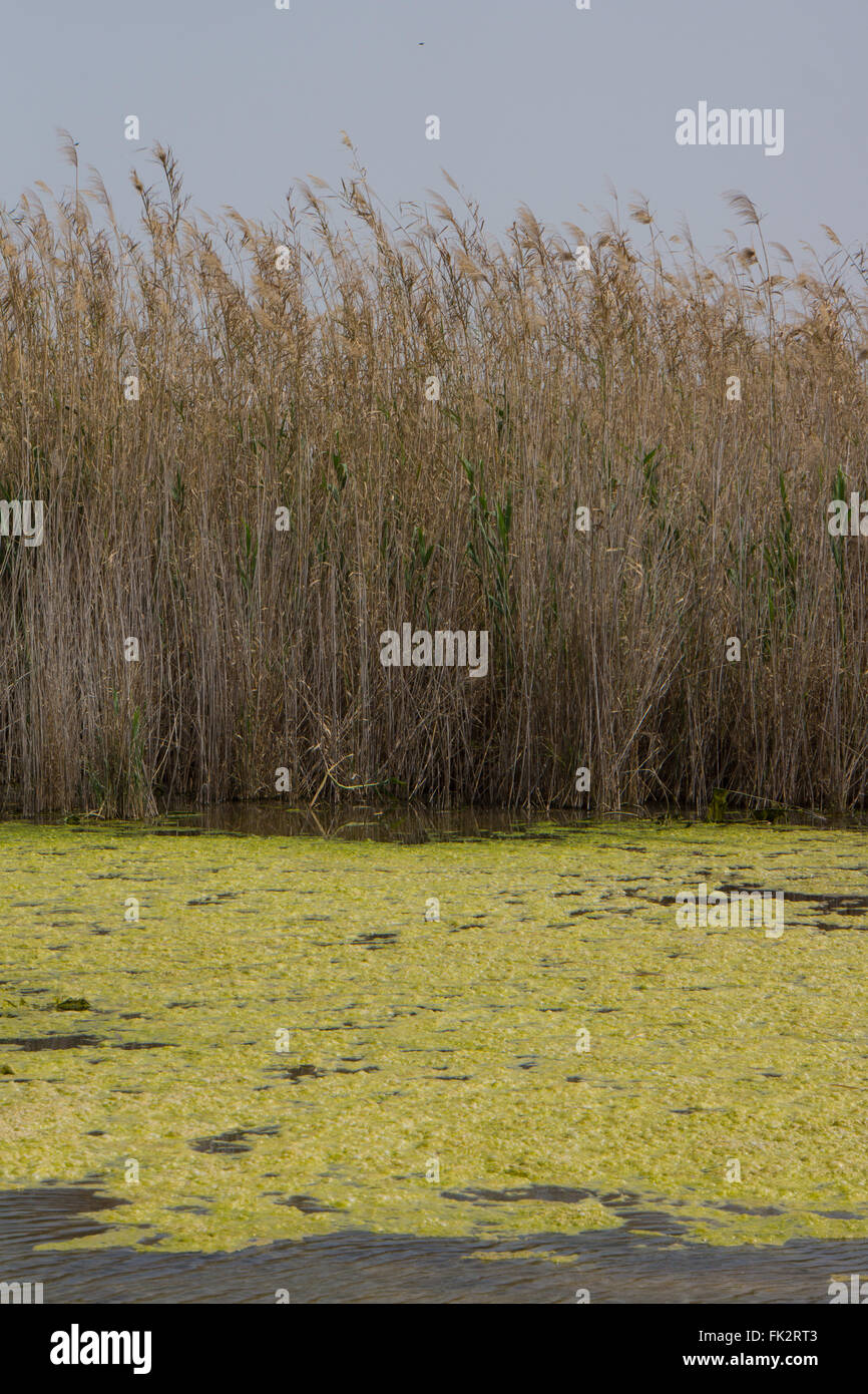 Reeds in a nature park and wetland Stock Photo - Alamy