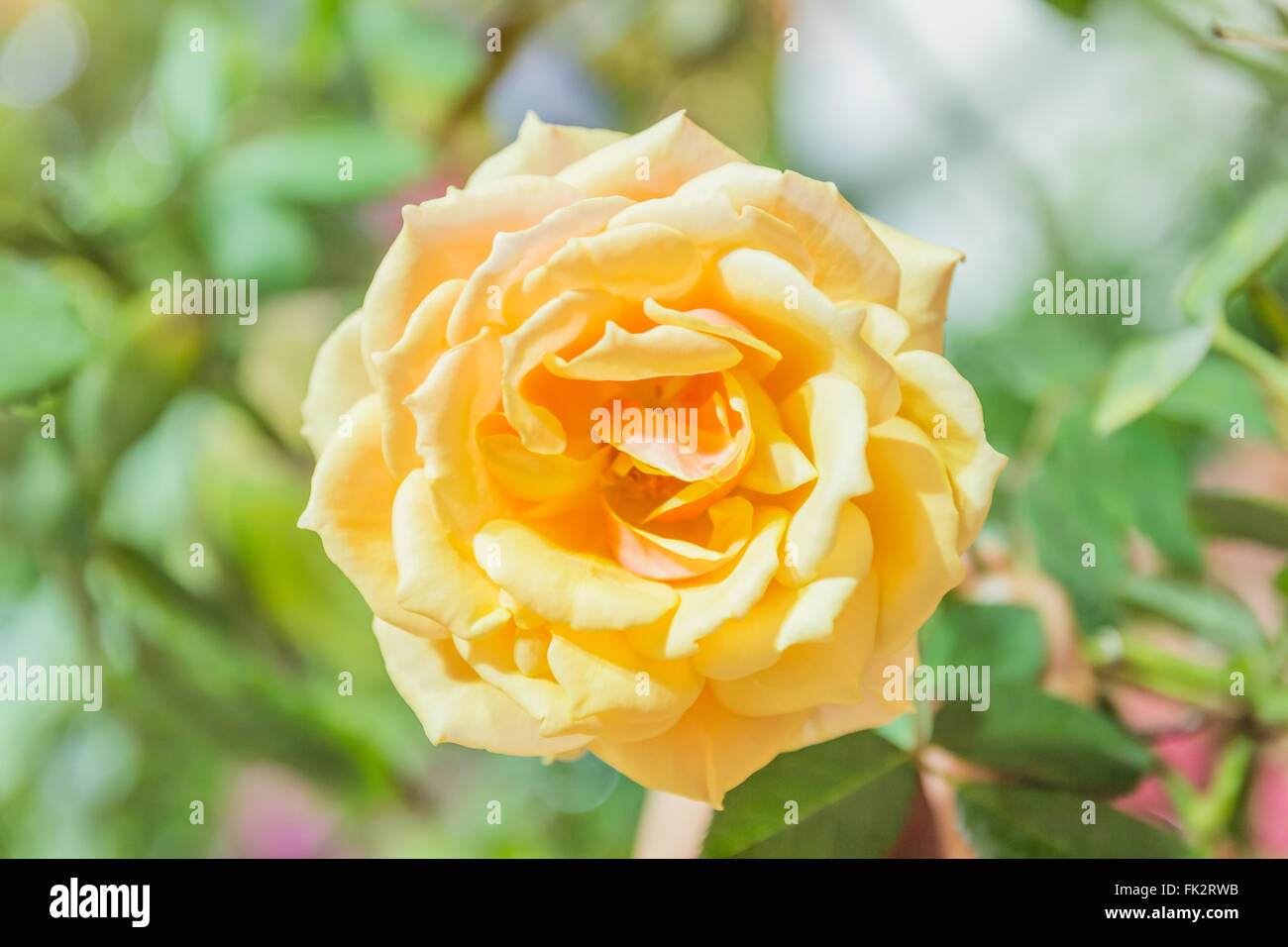 Some orange yellow roses in the garden Stock Photo - Alamy