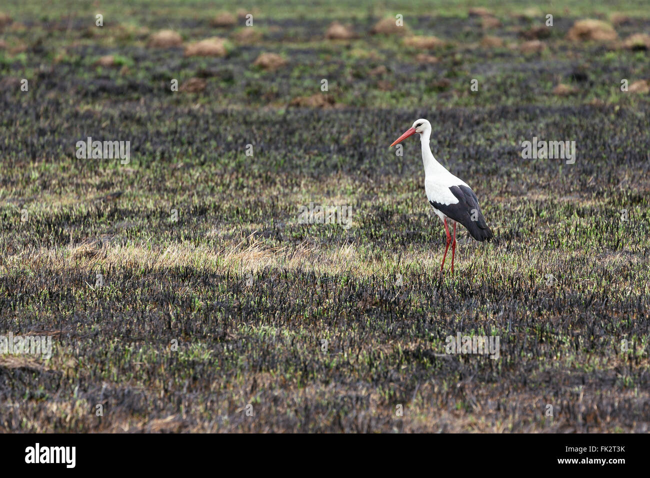 White stork on the field Stock Photo - Alamy