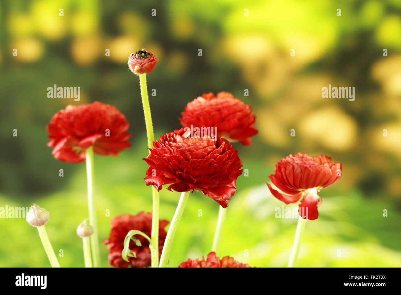 Beautiful spring buttercup (ranunculus) flowers red and yellow Stock ...