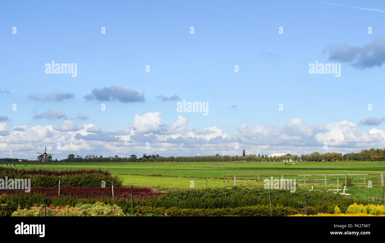 Typical Dutch landscape with meadows, plants, trees and windmills in ...