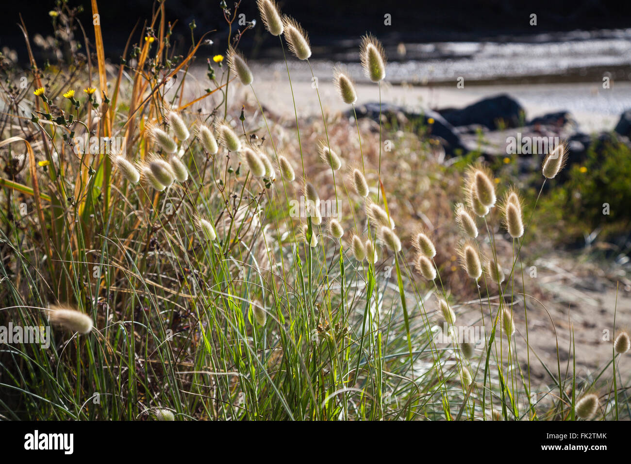 Plants of new zealand hi-res stock photography and images - Alamy