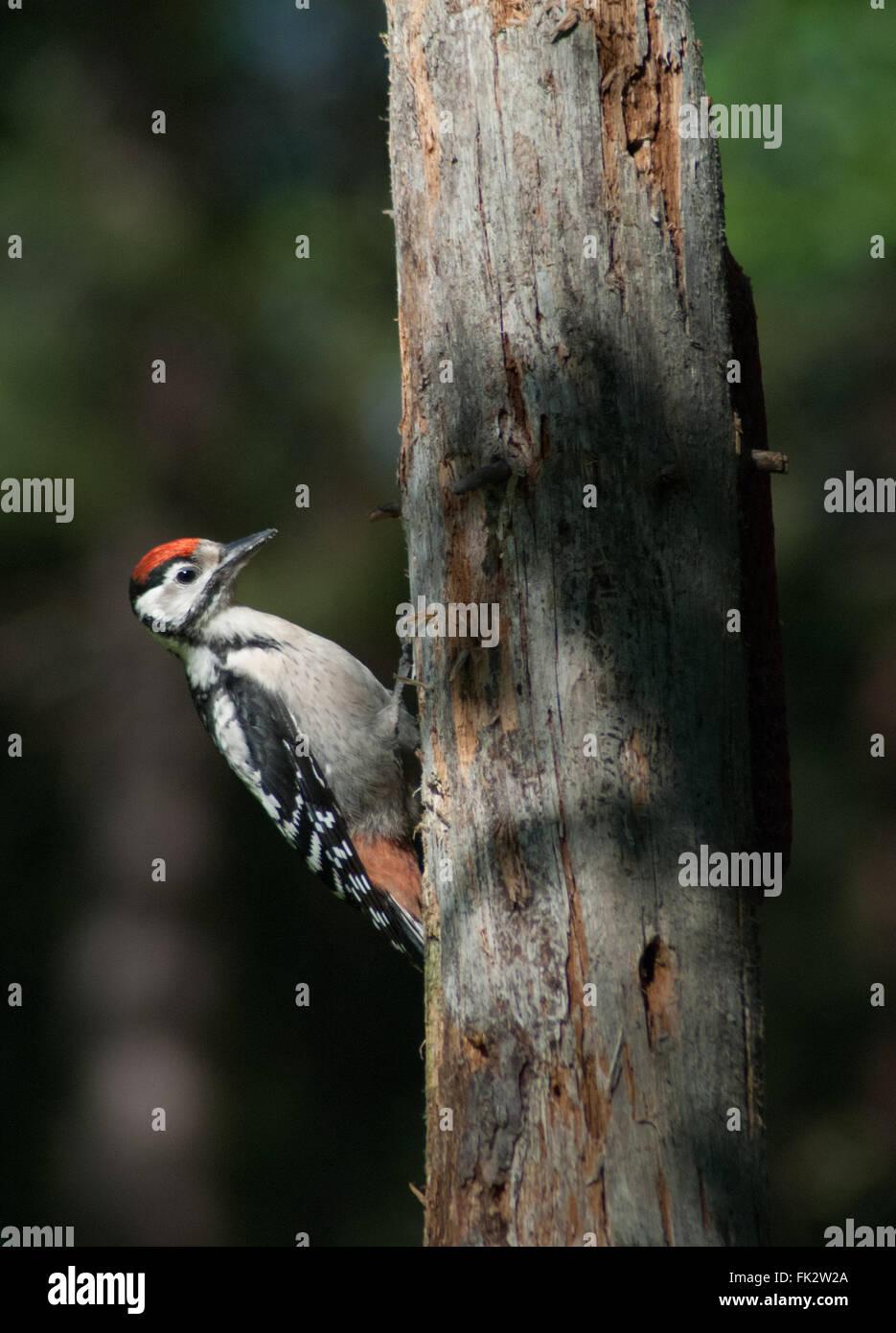 Woodpecker bird side view hi-res stock photography and images - Alamy
