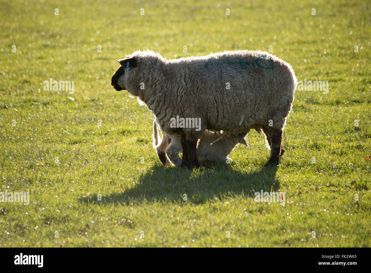 Young lamb feeding from its mother, Sheep and lambs in a field in the ...