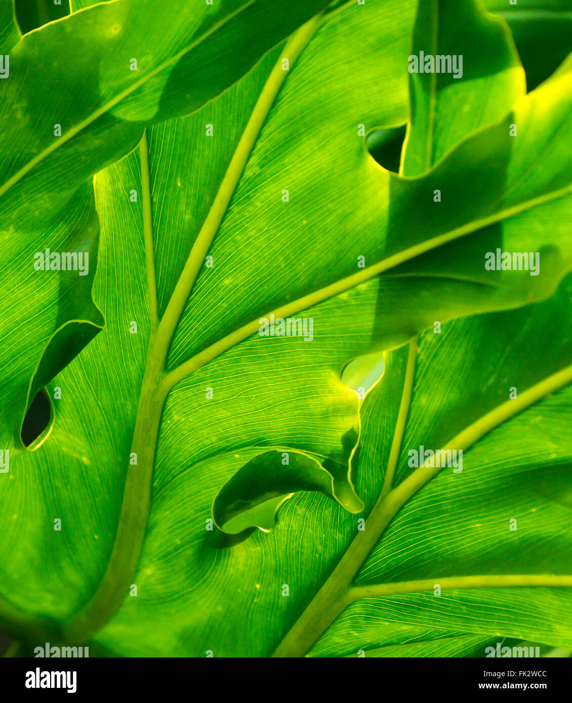 Green natural pattern hi-res stock photography and images - Alamy