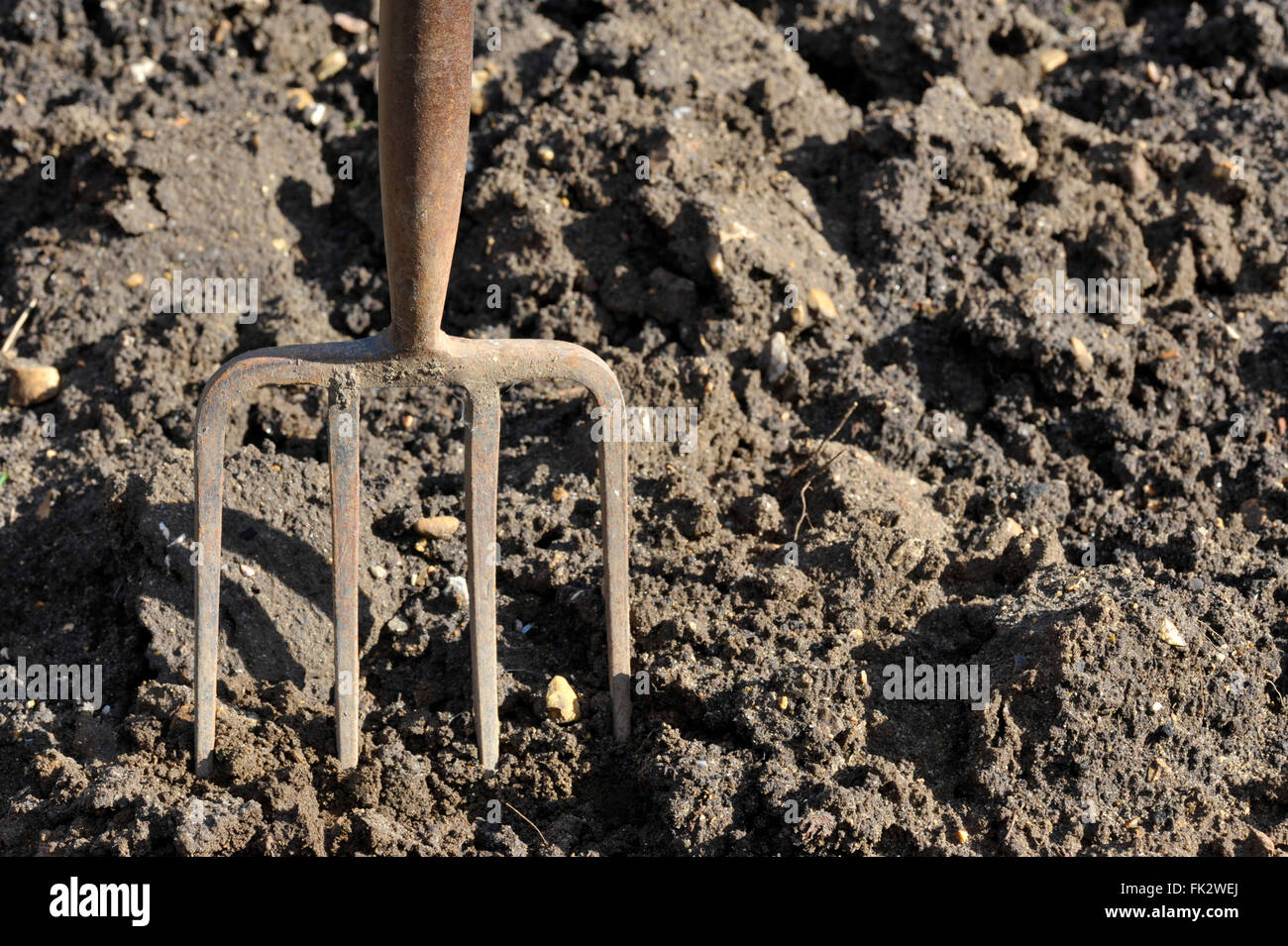 Soil preparation by digging with a garden fork Stock Photo - Alamy