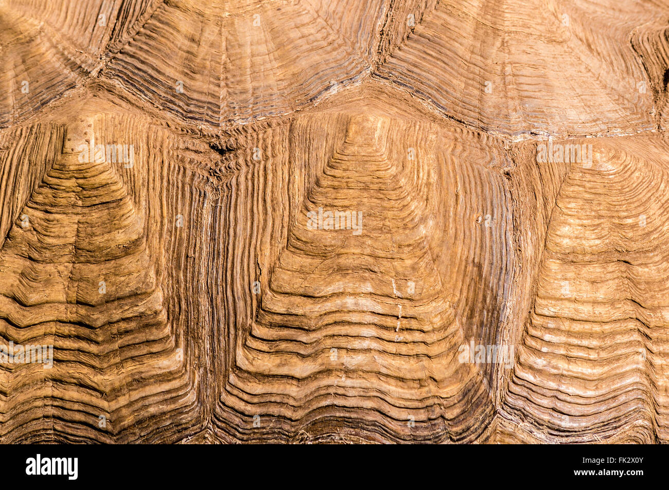 A section of a giant tortoise shell Stock Photo - Alamy