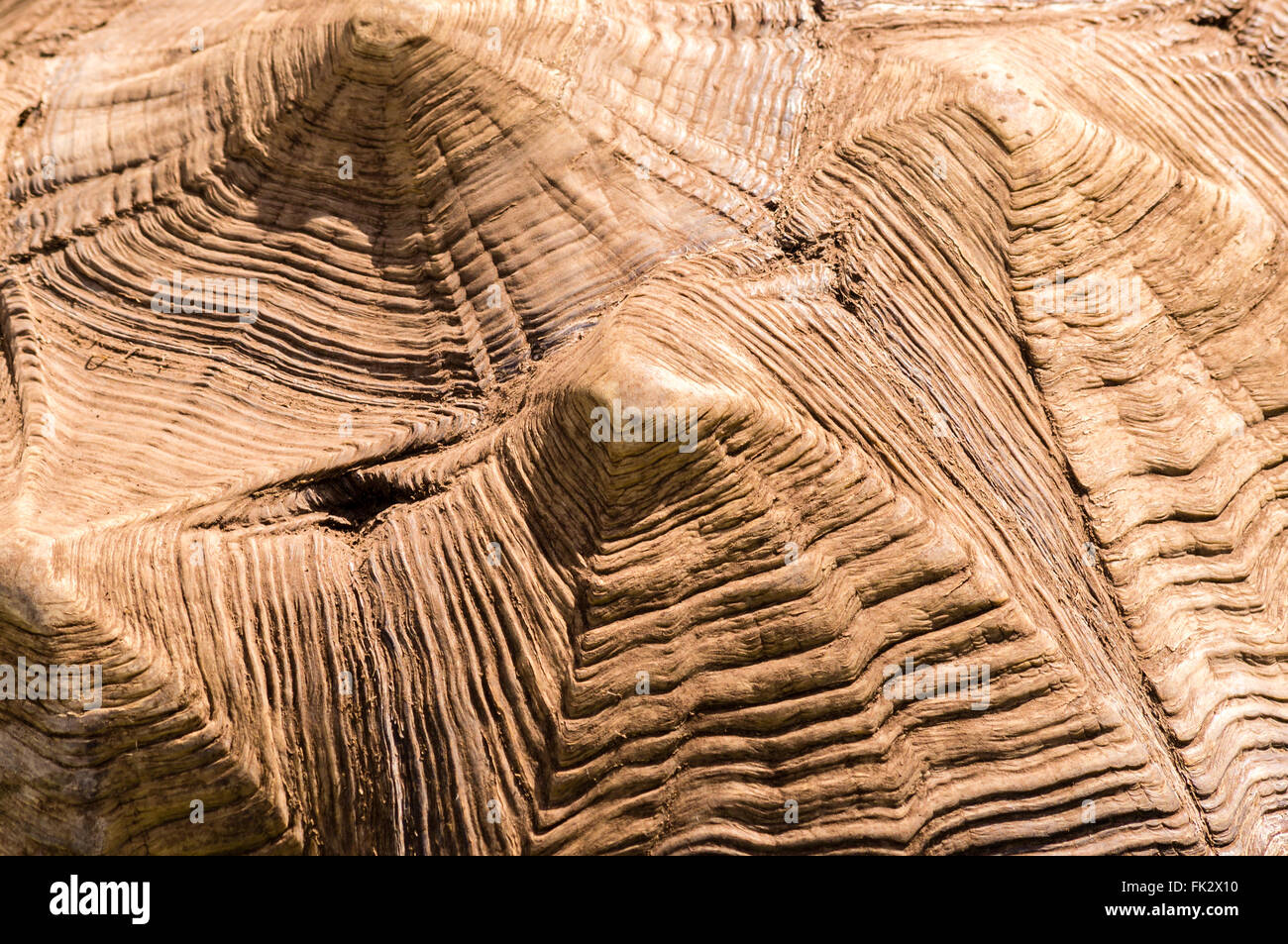 A section of a giant tortoise shell Stock Photo - Alamy