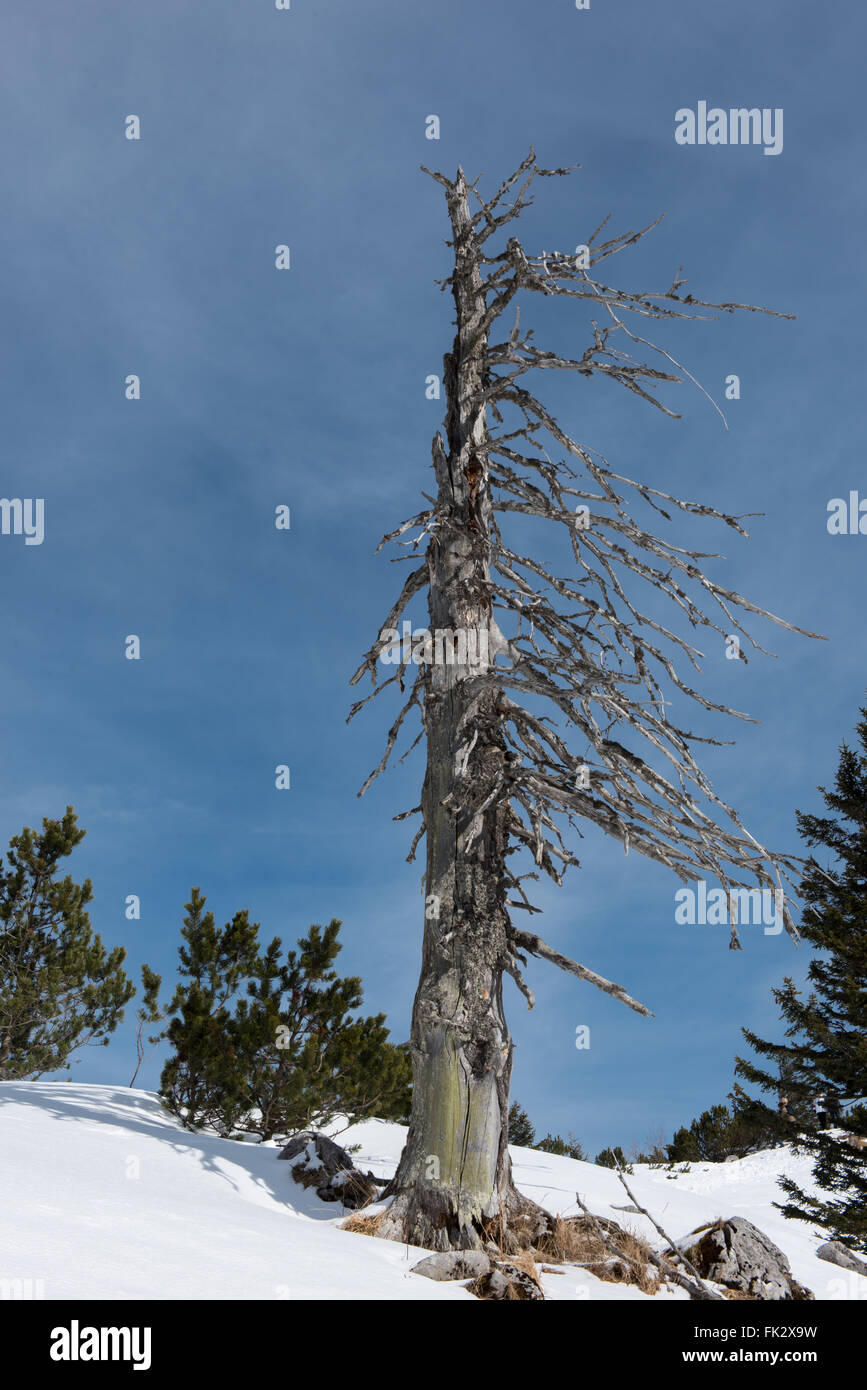 dead tree in the apls standing in the snow Stock Photo - Alamy