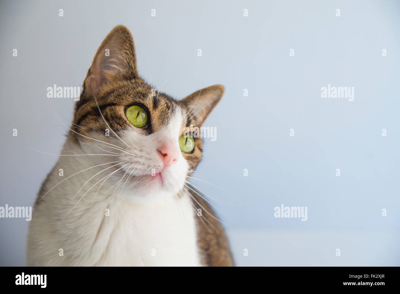 Cat up close hi-res stock photography and images - Alamy