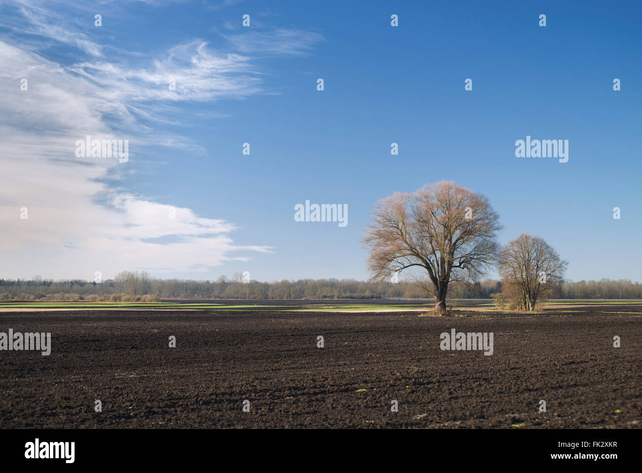 Rural landscape with fields, trees and fields in Upper Bavaria just ...
