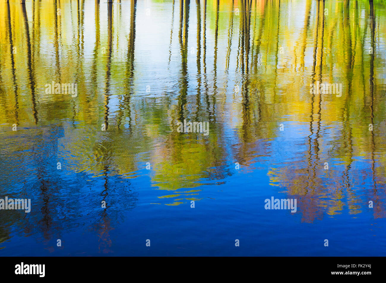 Reflection of Trees woods in Water During A Spring Flood. Beautiful ...