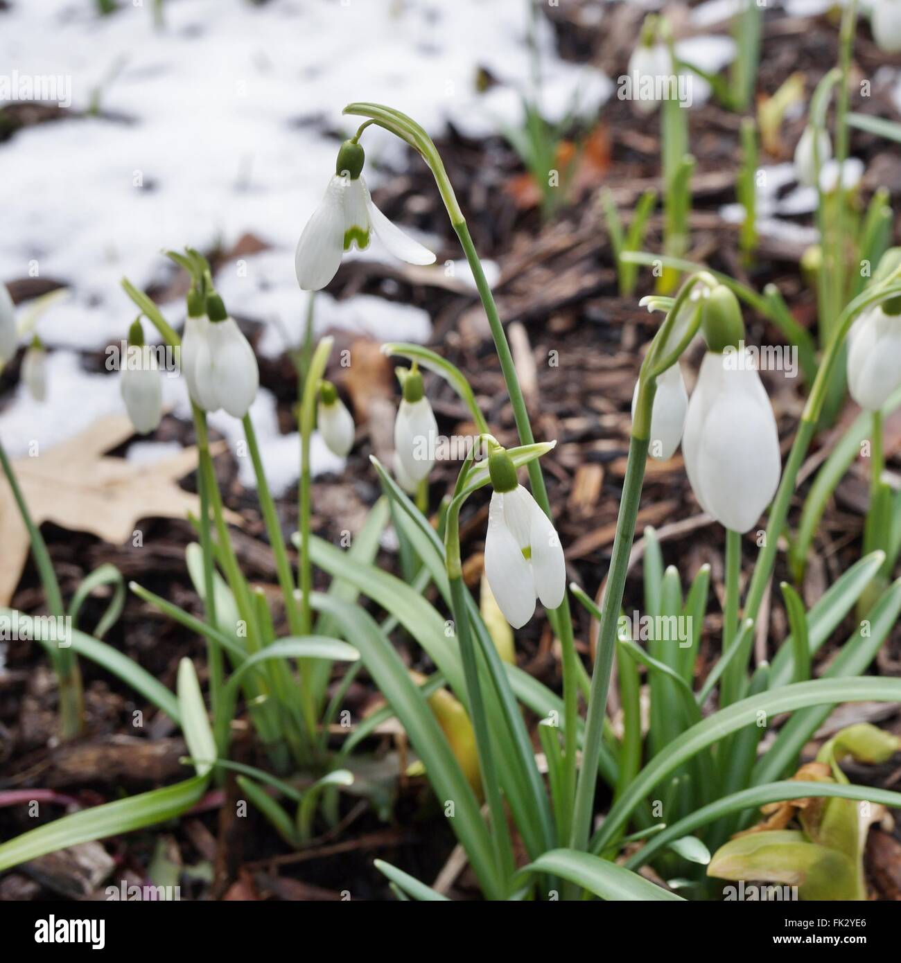Tiny snowdrop galanthus flowers in bloom pierce through the ice in ...
