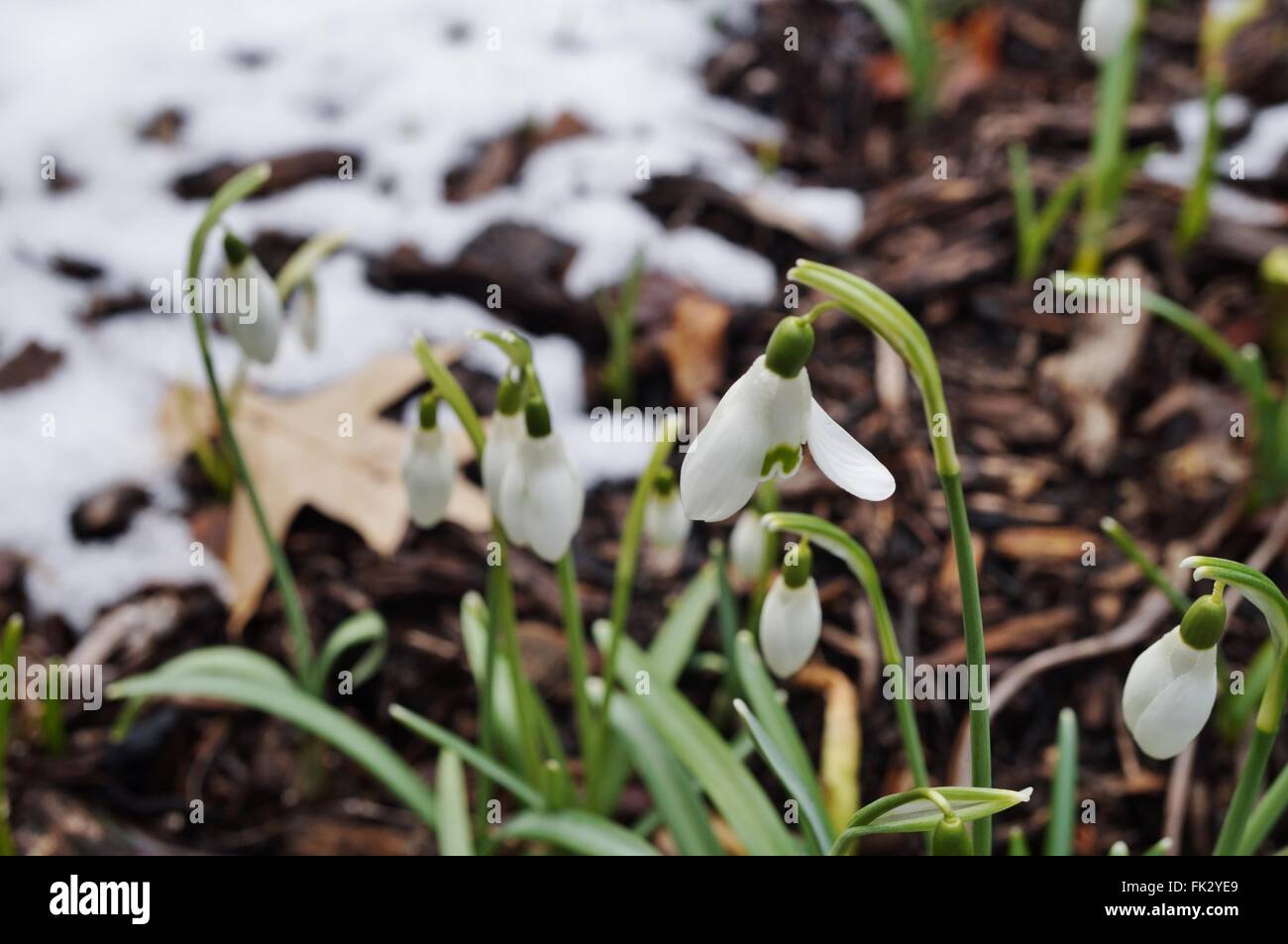 Tiny snowdrop galanthus flowers in bloom pierce through the ice in ...